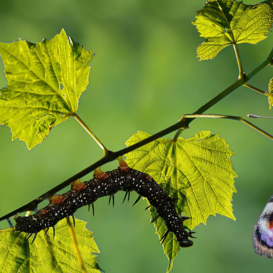 Métamorphose : de la chenille au papillon