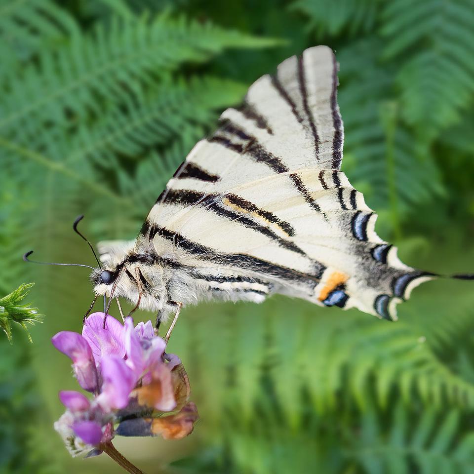 Métamorphose : de la chenille au papillon