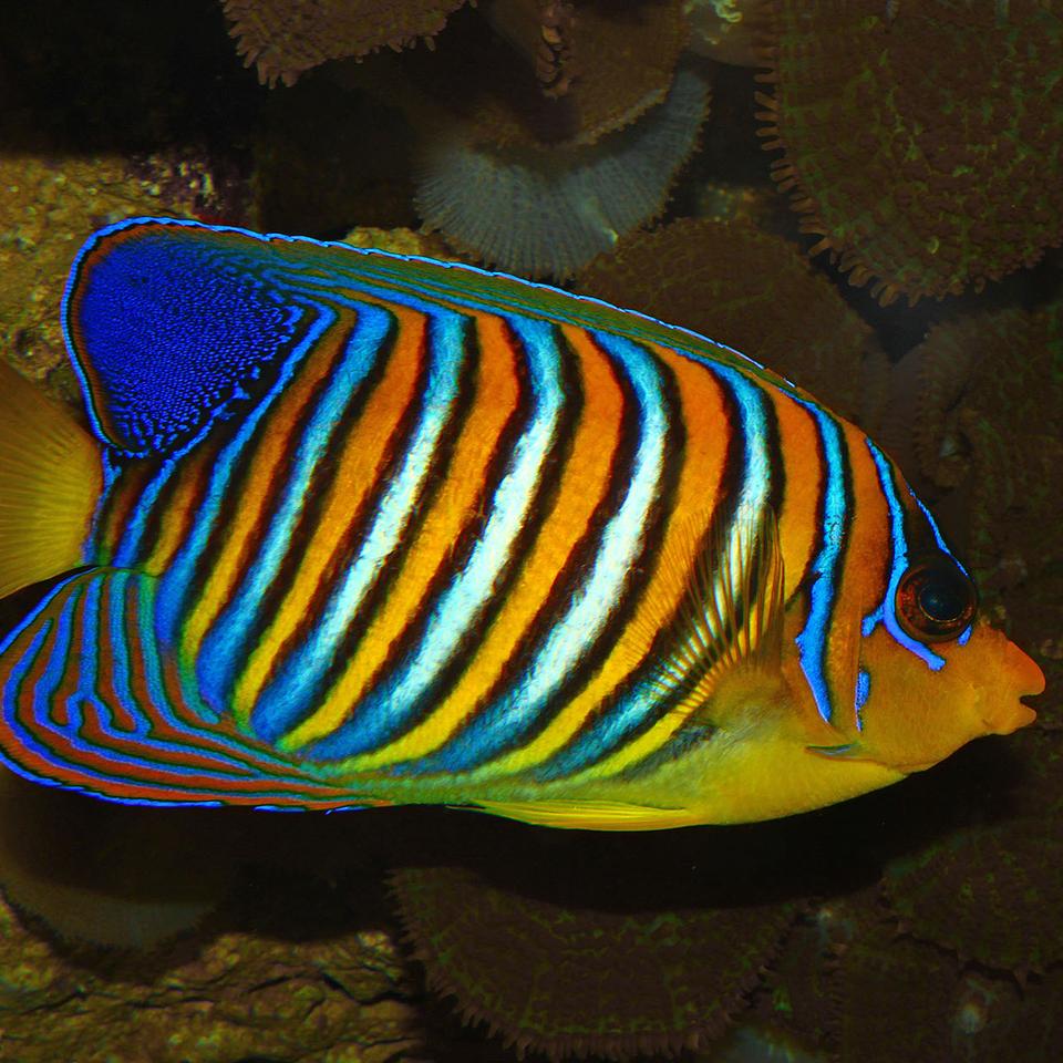 Top 10 des plus beaux poissons exotiques