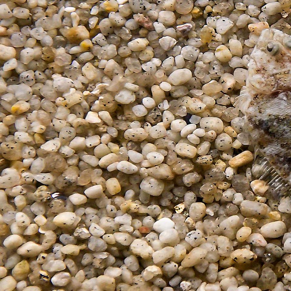 Le jeu de cache-cache de la nature : l'art du camouflage