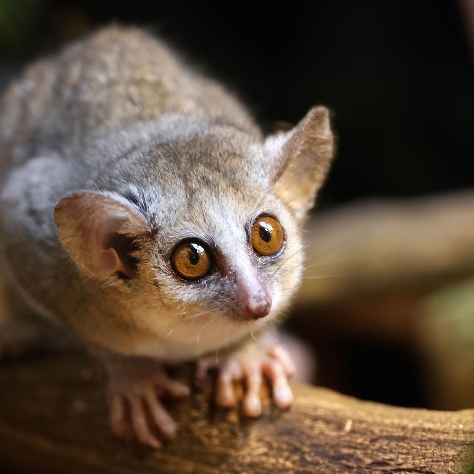 Lémuriens de Madagascar : les gardiens de la biodiversité
