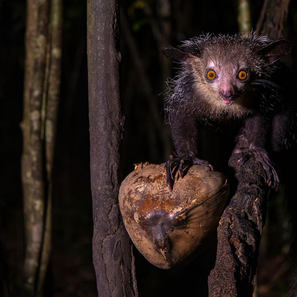 Lémuriens de Madagascar : les gardiens de la biodiversité