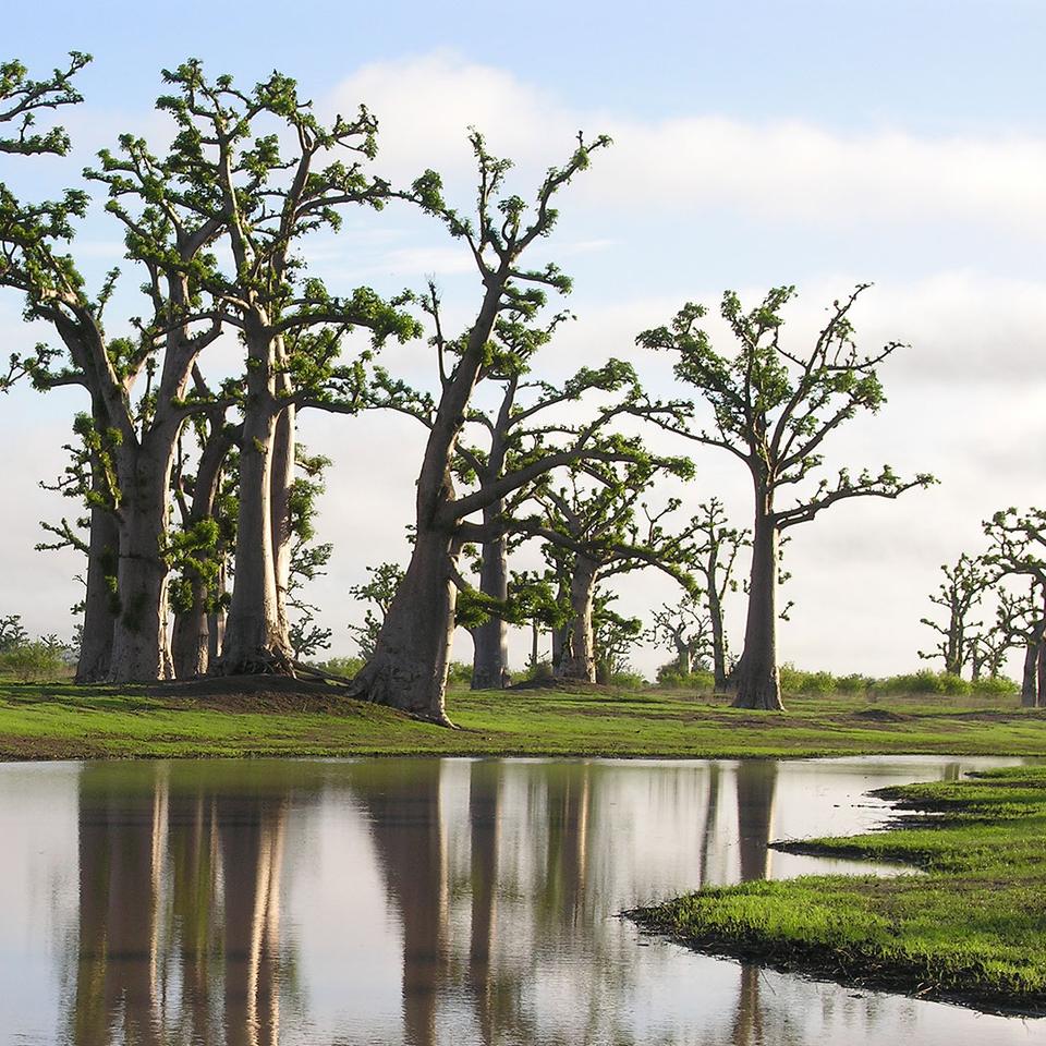 Le baobab, arbre sacré d'Afrique