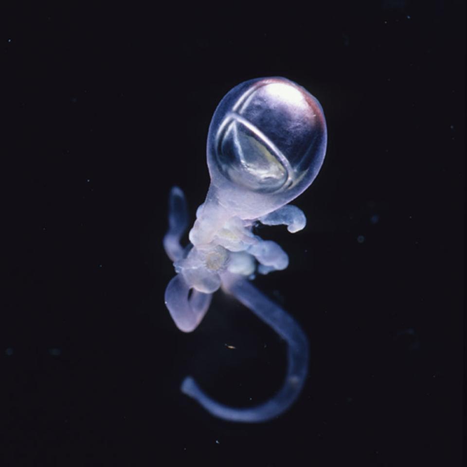 Les abysses, ces merveilles des profondeurs, en 40 photos