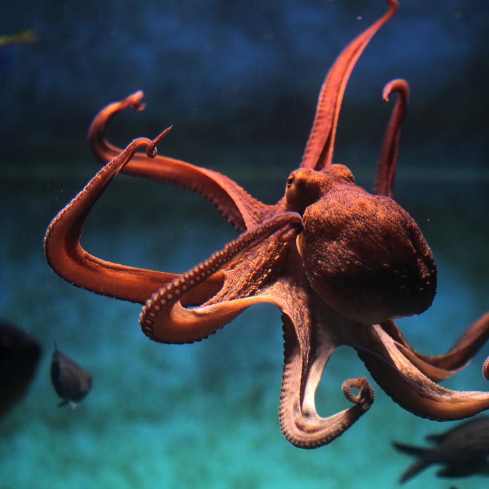 Quelle est la différence entre un poulpe et une pieuvre