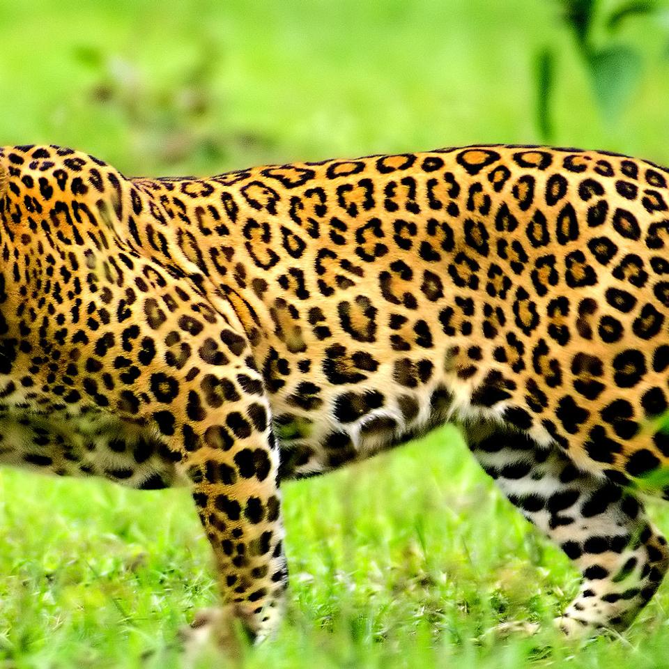 Un félin merveilleux : Le Léopard