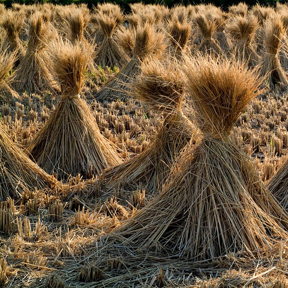 Paille porteuse, technique du GREB : la construction en paille