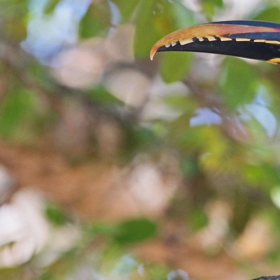 Toucans de Guyane : l'association Gepog