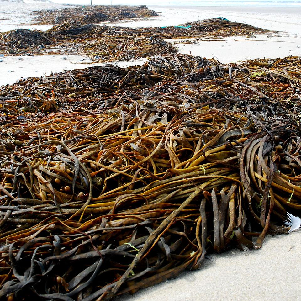 Structure et reproduction des algues