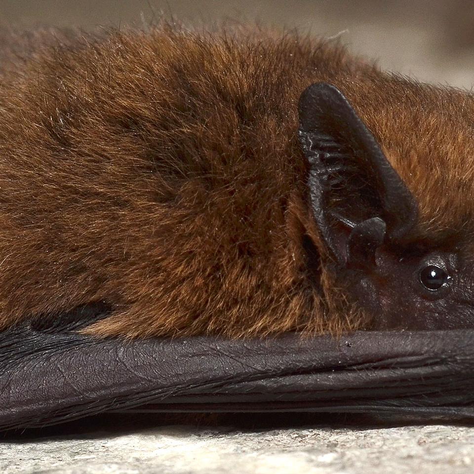 Hibernation et migration : le cycle de vie de la chauve-souris