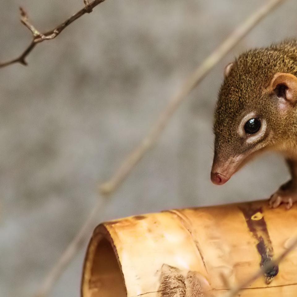 Musaraignes : caractères généraux des insectivores