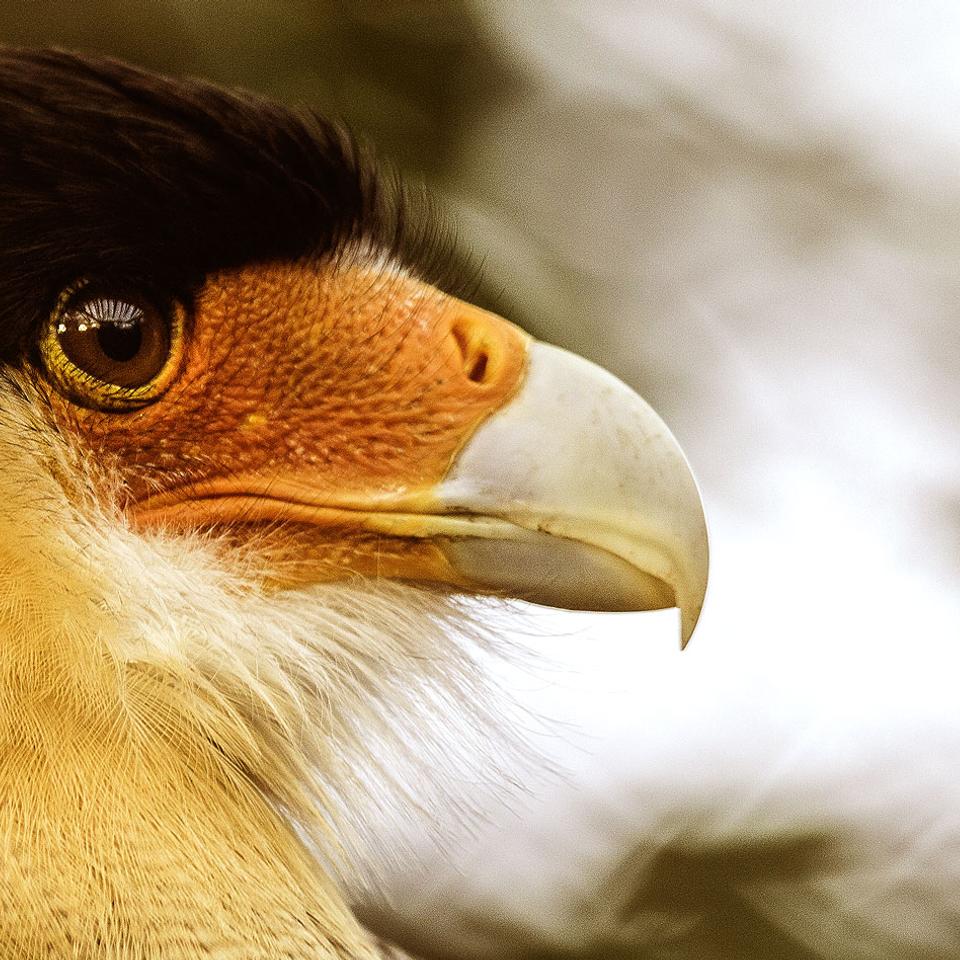 Caractéristiques des rapaces et anatomie : becs, pattes, yeux…