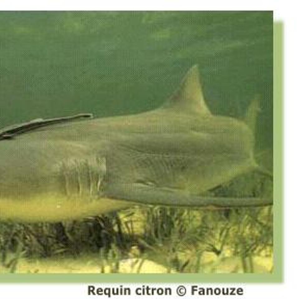 Alimentation et digestion des requins
