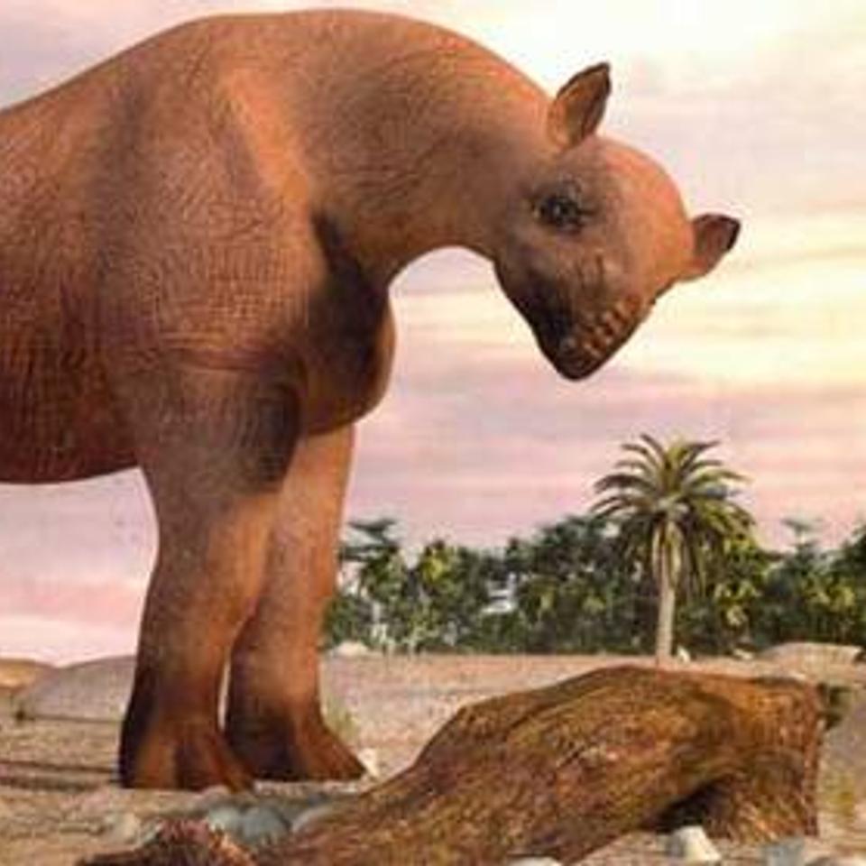 Le baluchithère : un géant fossile au Pakistan