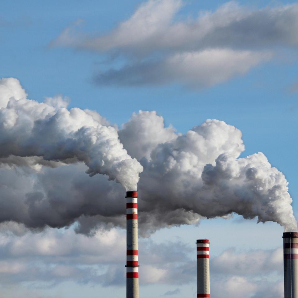 La pieuvre a trois cœurs et neuf cerveaux, vrai ou faux