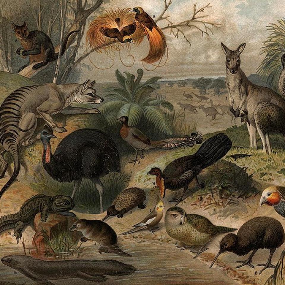 Définition | Faune : qu'est-ce que c'est ? | Futura planète