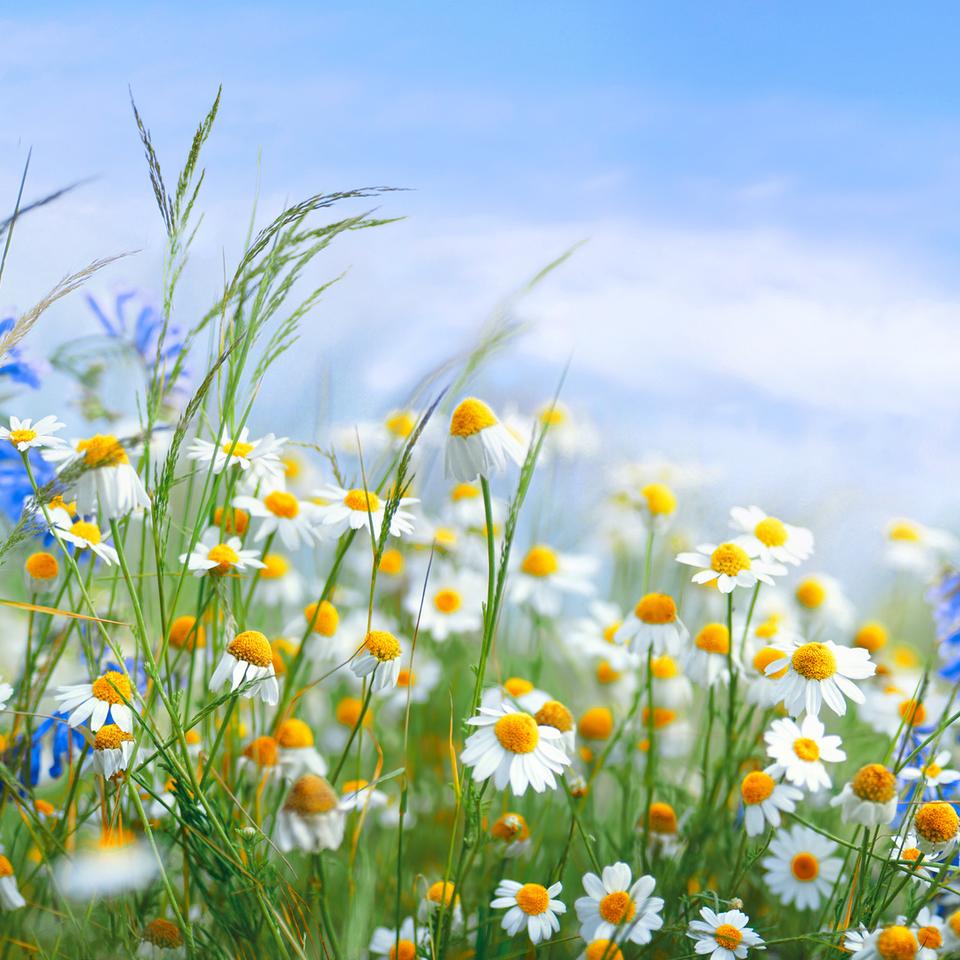D'où vient l'odeur des fleurs