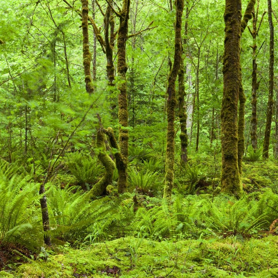 Des scientifiques révèlent l’intelligence et la sensibilité des plantes