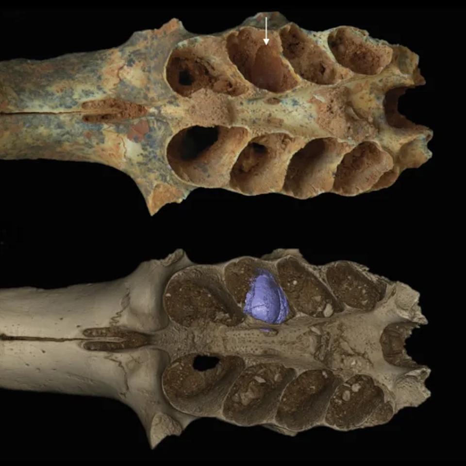 Définition | Néogène : qu'est-ce que c'est ? | Futura planète
