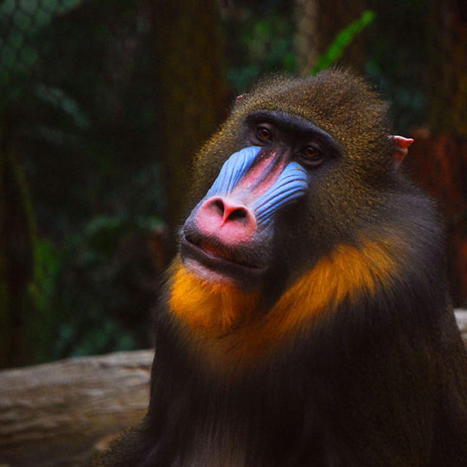 Définition | Mandrill : qu'est-ce que c'est ? | Futura planète