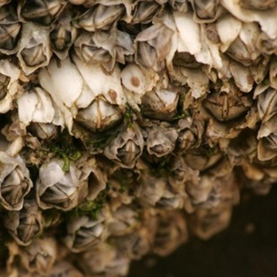 Définition | Sessile : qu'est-ce que c'est ? | Futura santé