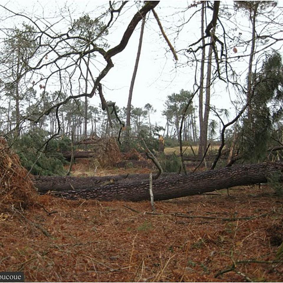 Définition | Chablis : qu'est-ce que c'est ? | Futura planète