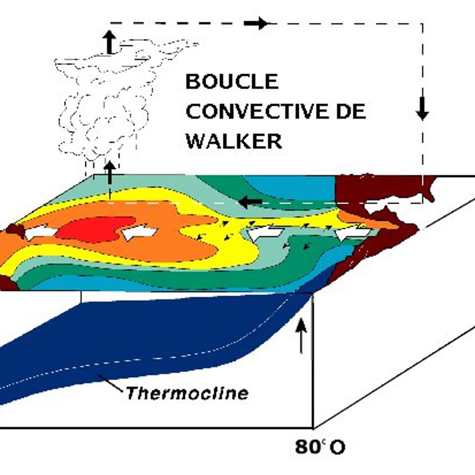 Définition | Circulation de Walker : qu'est-ce que c'est ? | Futura planète