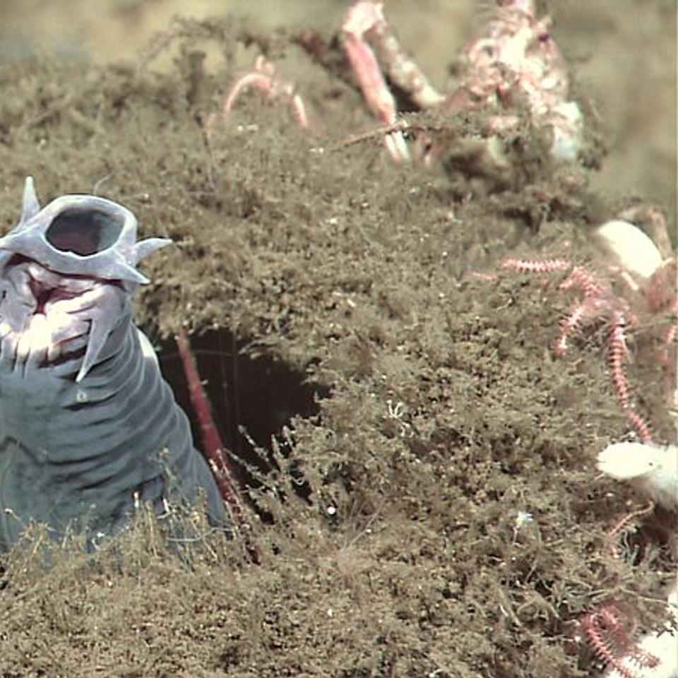 Définition | Myxine : qu'est-ce que c'est ? | Futura planète