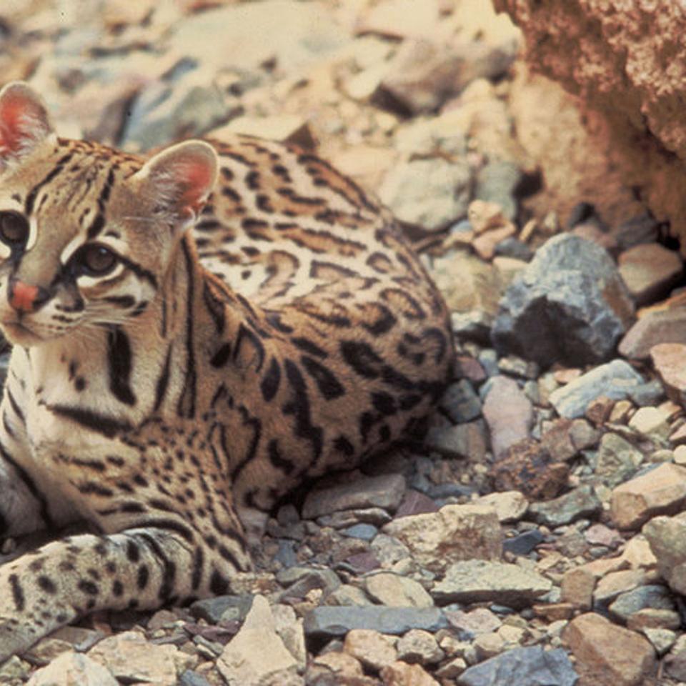 Définition | Ocelot : qu'est-ce que c'est ? | Futura planète