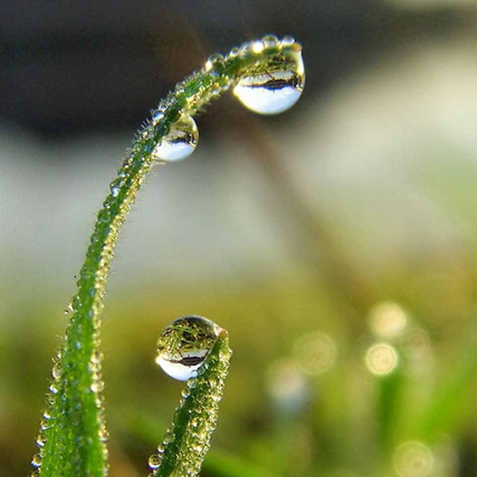 Définition | Point de rosée : qu'est-ce que c'est ? | Futura planète