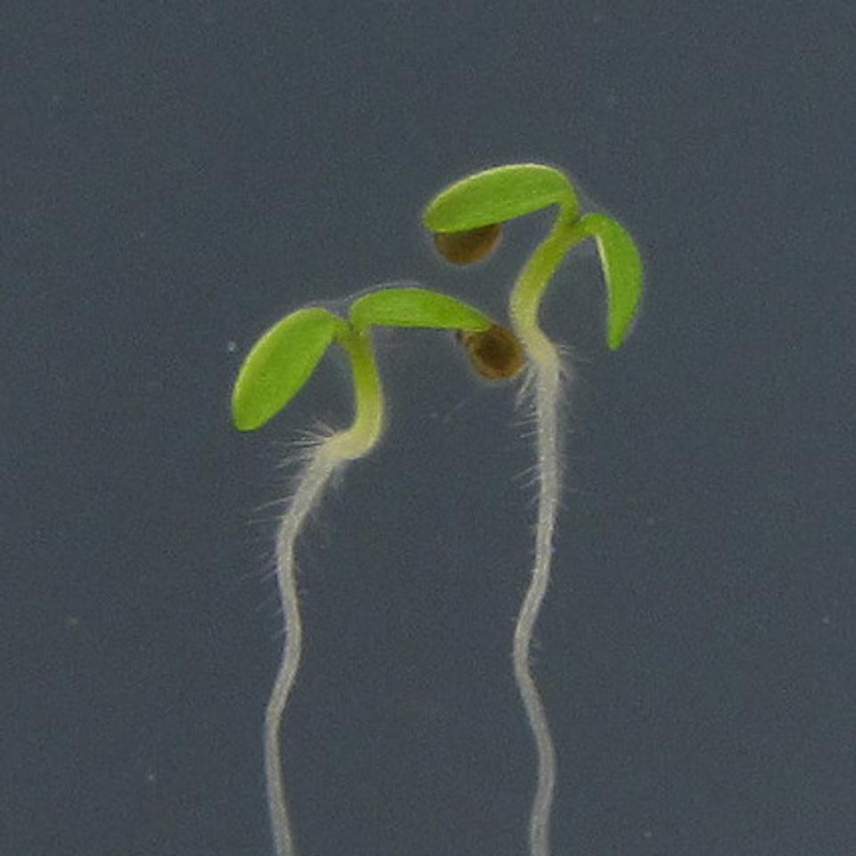 Définition | Racine pivotante : qu'est-ce que c'est ? | Futura planète