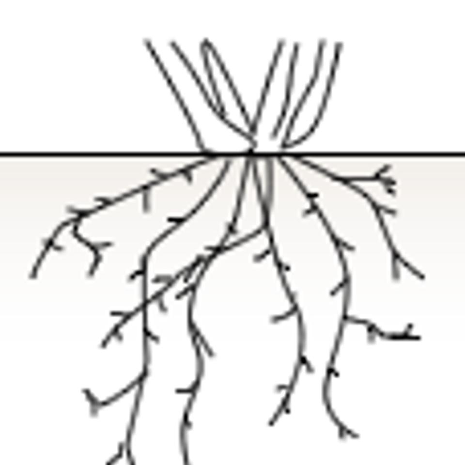 Définition | Racine fasciculée : qu'est-ce que c'est ? | Futura planète