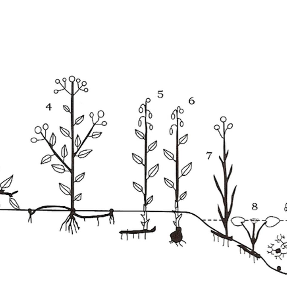 Définition | Chaméphyte : qu'est-ce que c'est ? | Futura planète