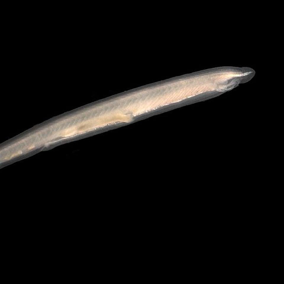 Définition | Chorde : qu'est-ce que c'est ? | Futura planète