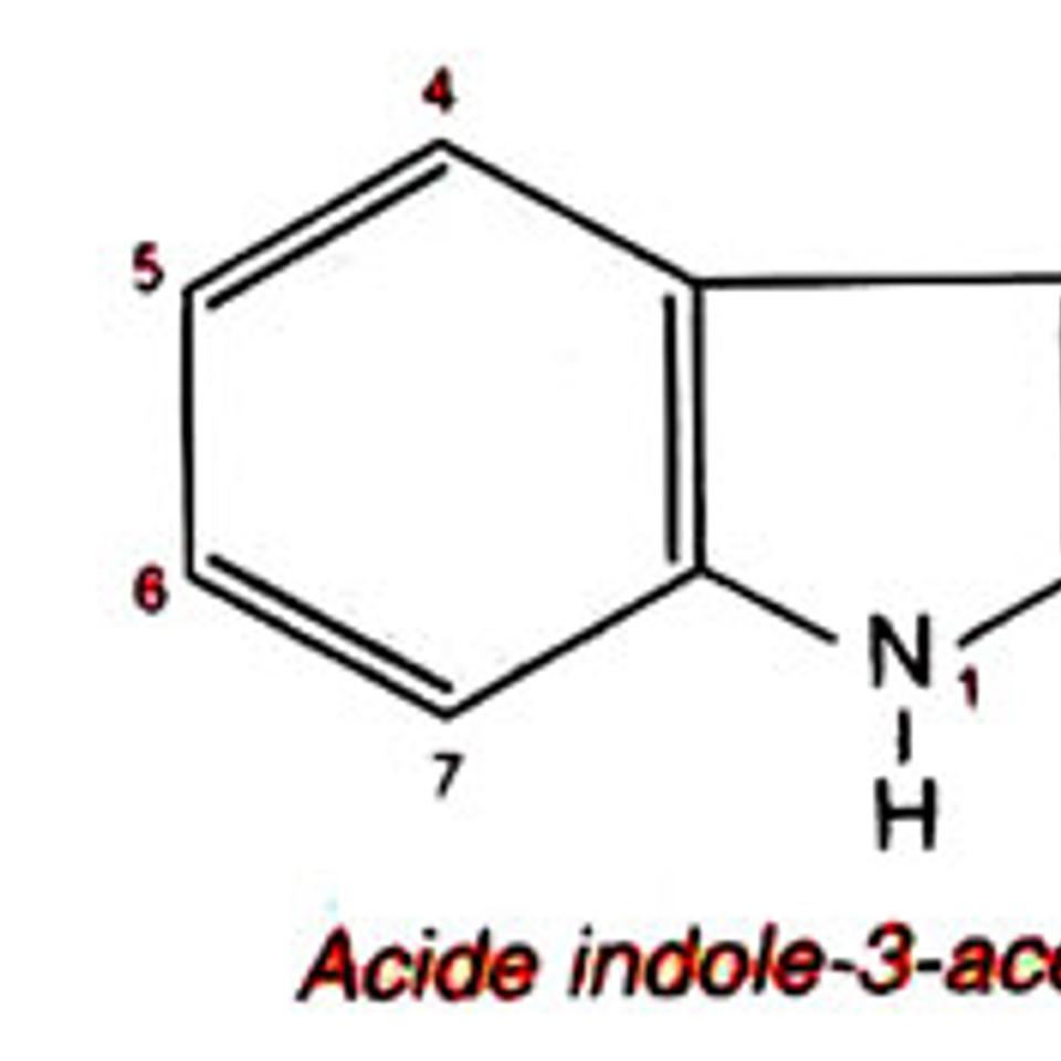Définition | Auxine : qu'est-ce que c'est ? | Futura santé