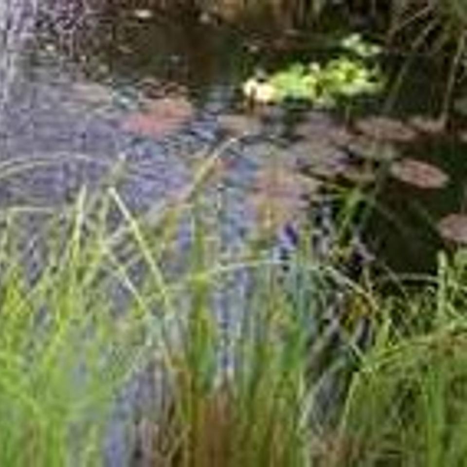 Définition | Matières azotées : qu'est-ce que c'est ? | Futura santé