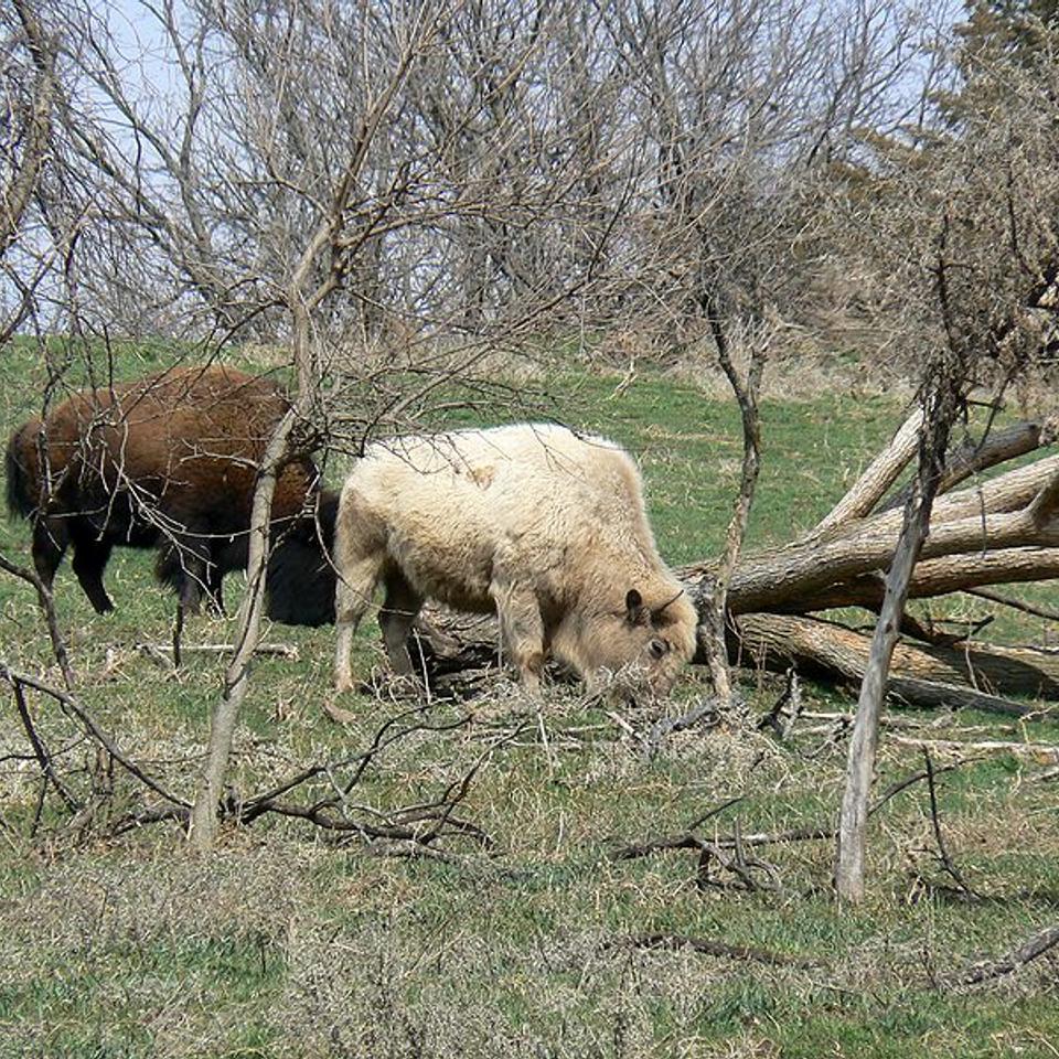 Définition | Bison d'Amérique du Nord : qu'est-ce que c'est ? | Futura ...
