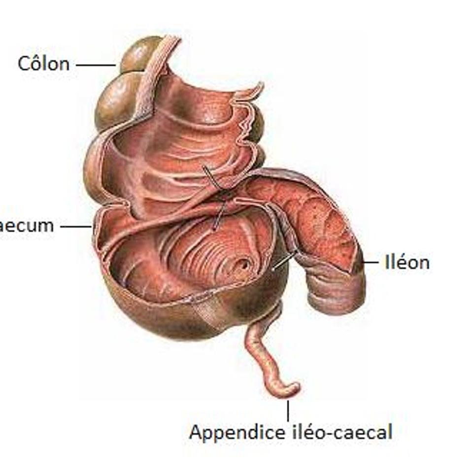 Définition | Caecum : qu'est-ce que c'est ? | Futura santé