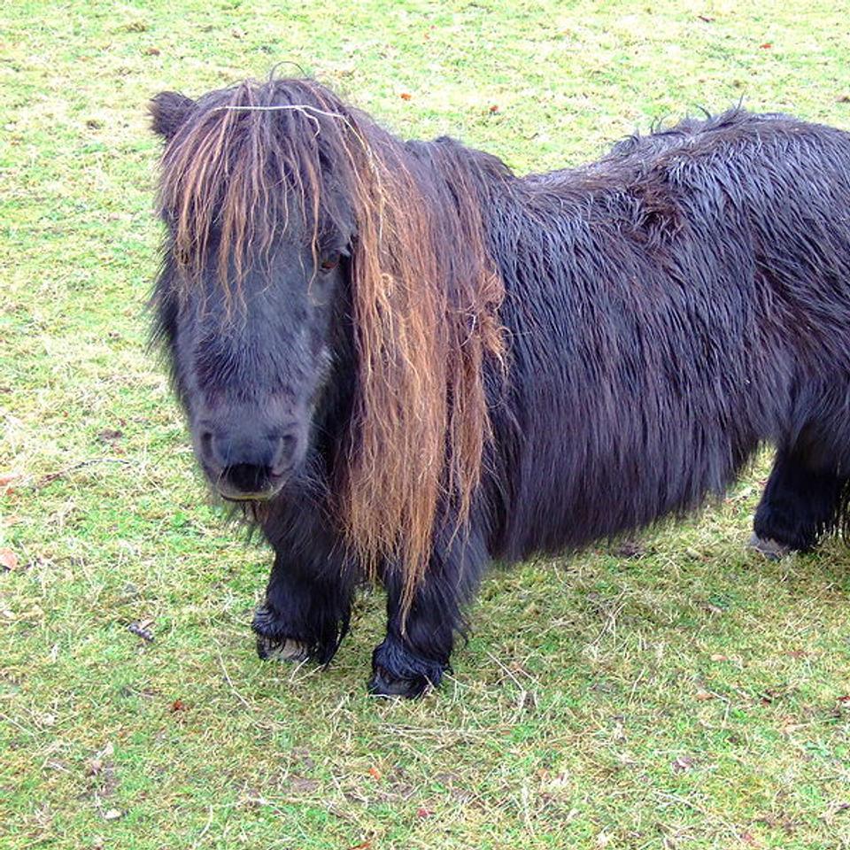Définition | Nanisme : qu'est-ce que c'est ? | Futura santé