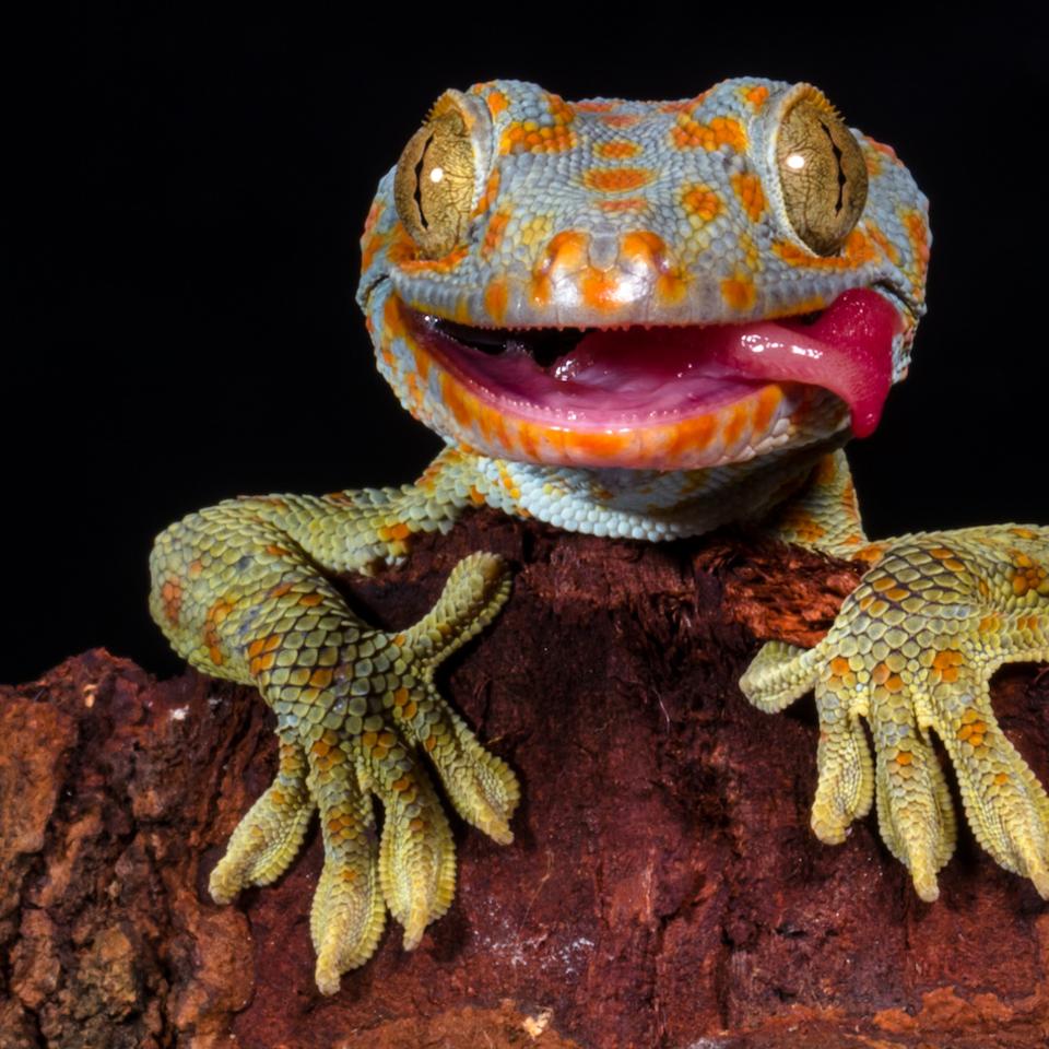 Définition | Force de Keesom : qu'est-ce que c'est ? | Futura sciences