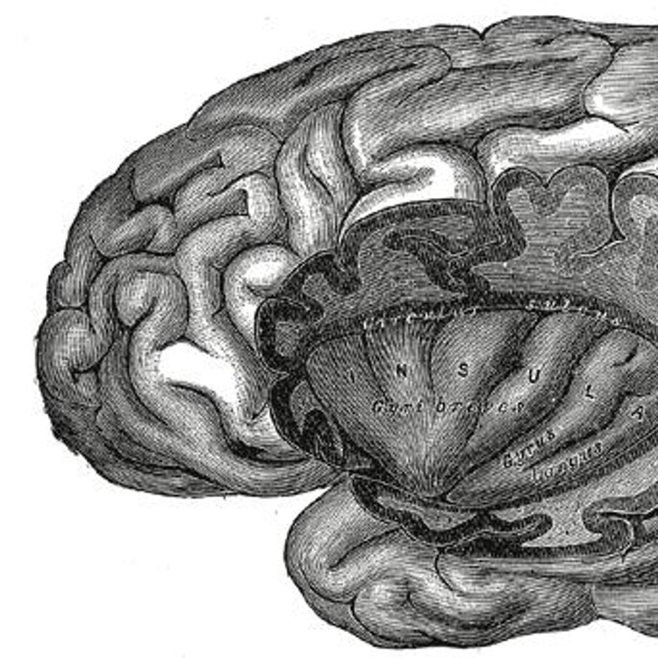 Définition | Insula : qu'est-ce que c'est ? | Futura santé