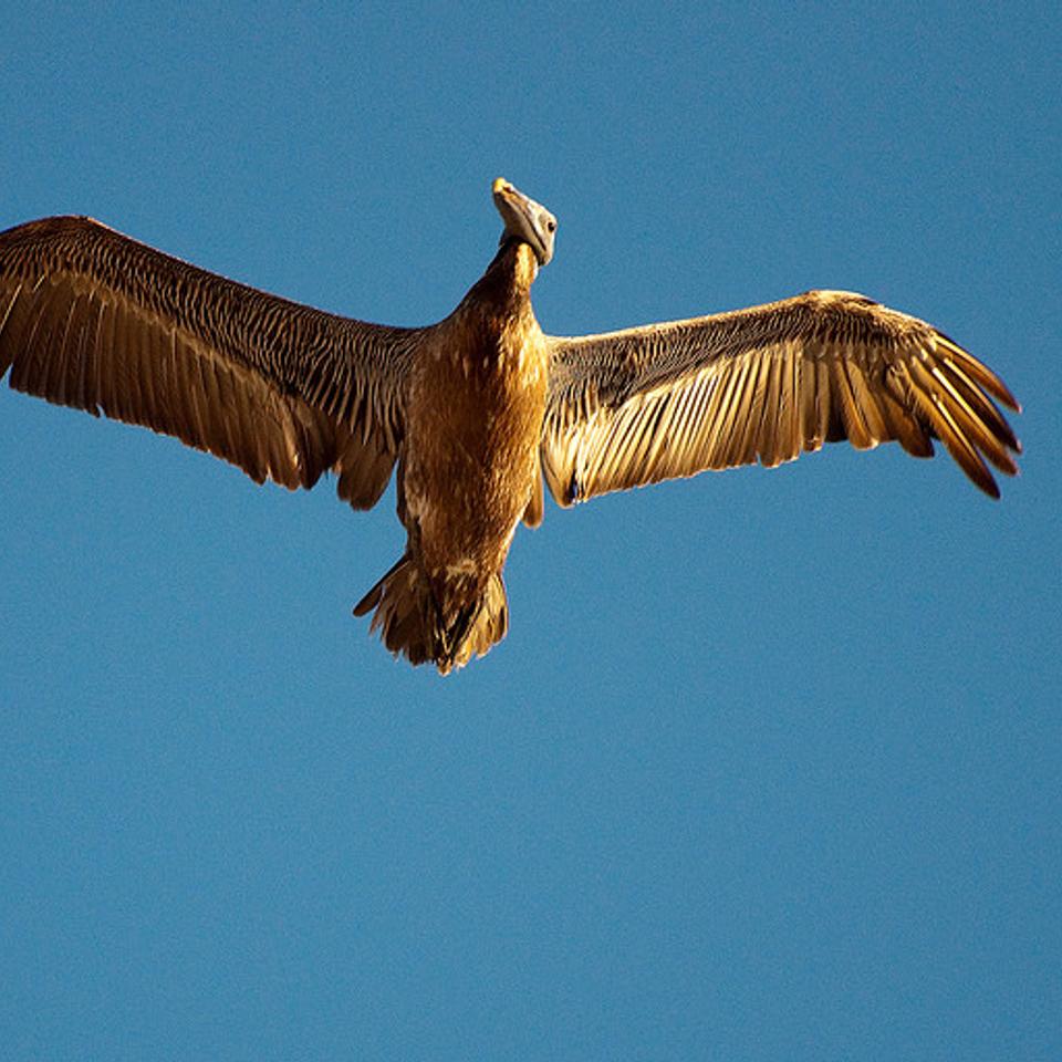 Définition | Apomorphie : qu'est-ce que c'est ? | Futura santé