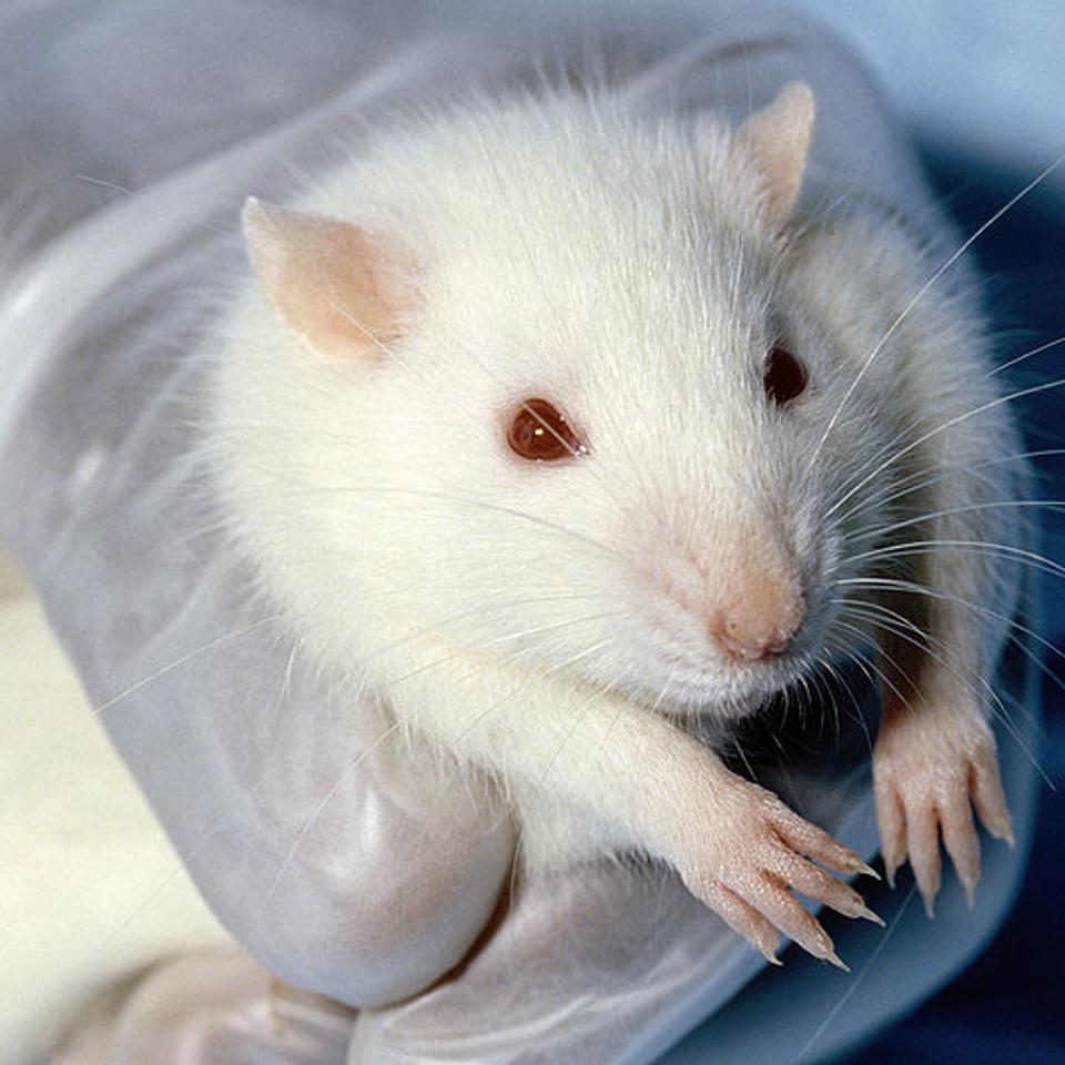 Définition | Rat de laboratoire : qu'est-ce que c'est ? | Futura planète