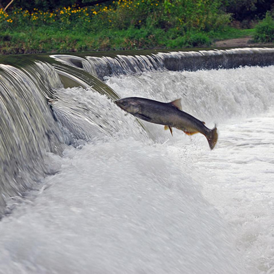 Définition | Anadrome : qu'est-ce que c'est ? | Futura planète