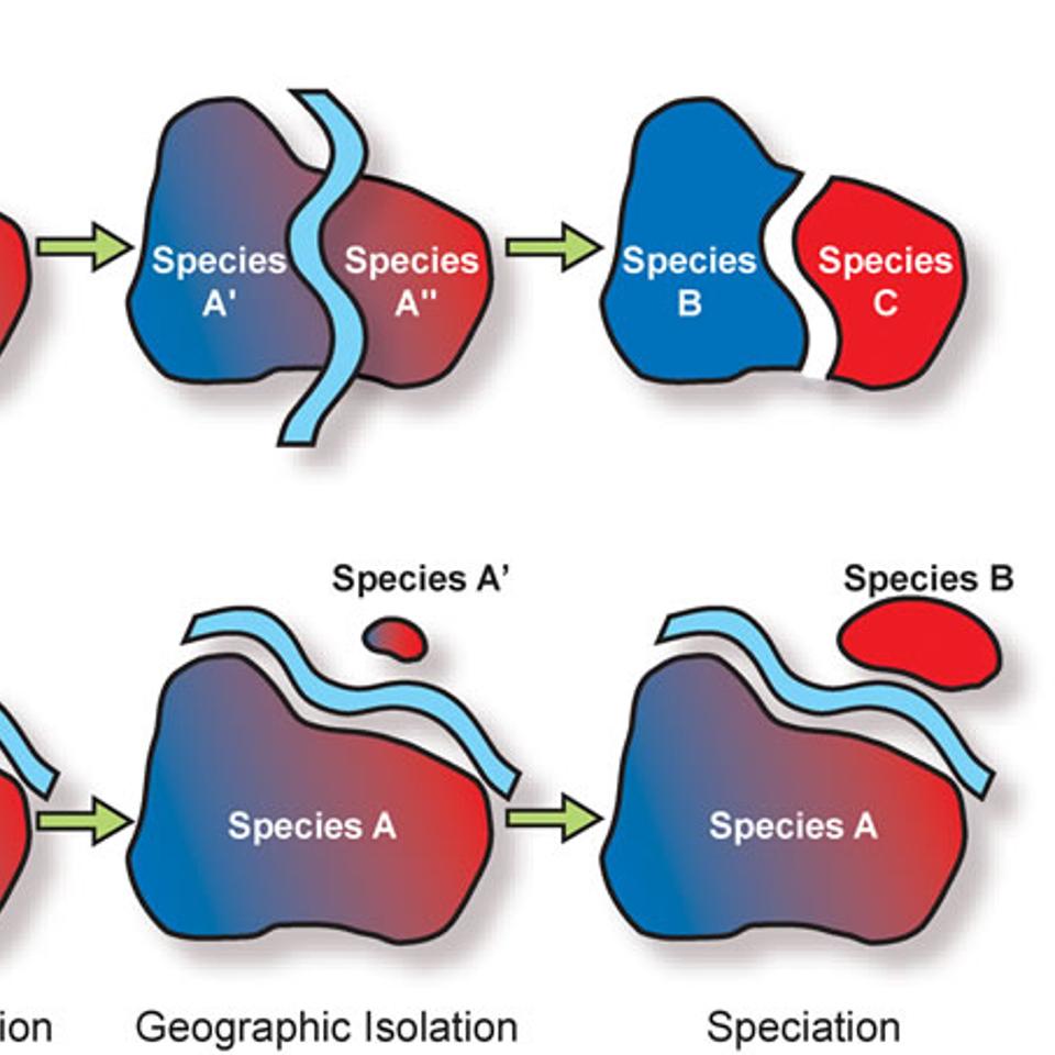 Définition | Vicariance : qu'est-ce que c'est ? | Futura santé