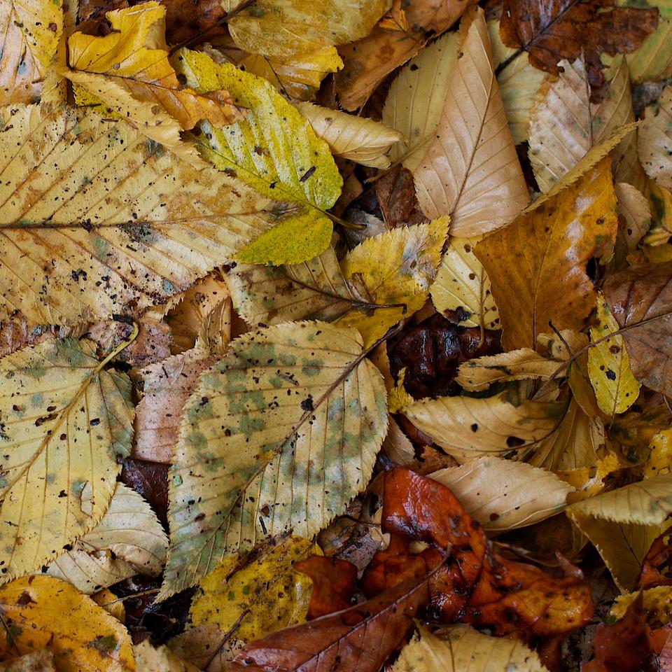Automne : pourquoi les feuilles tombent-elles des arbres