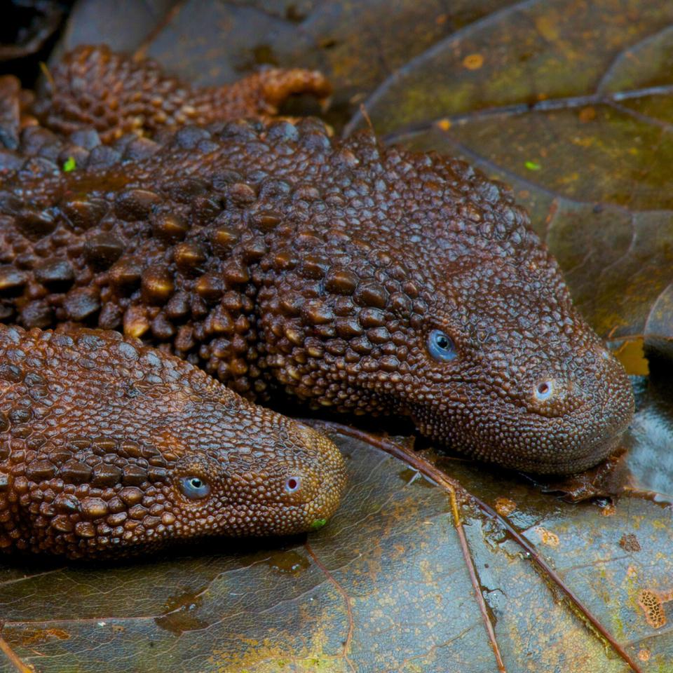Le Père Noël vit au pôle Nord, vrai ou faux