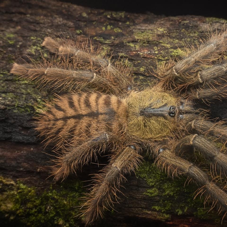 La mante religieuse dévore son partenaire, vrai ou faux