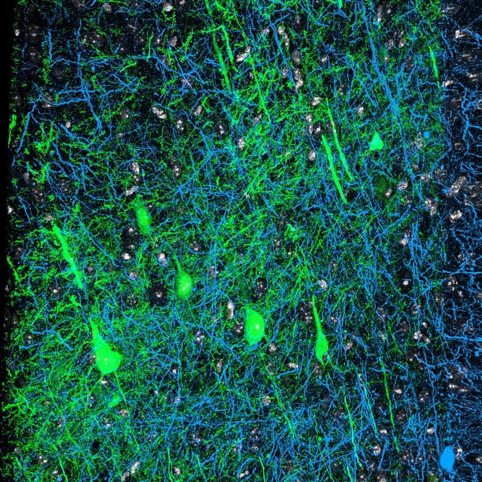 Définition | Néocortex : qu'est-ce que c'est ? | Futura santé