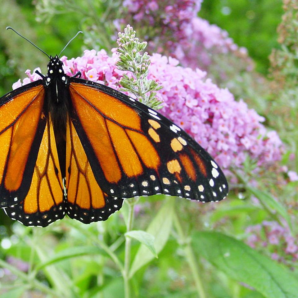 Définition | Bilatérien : qu'est-ce que c'est ? | Futura planète